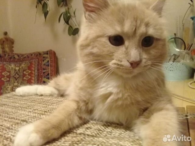 Кошечка Персик