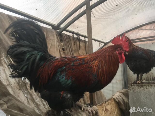 Петух Маран