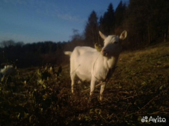 Продам козу на мясо