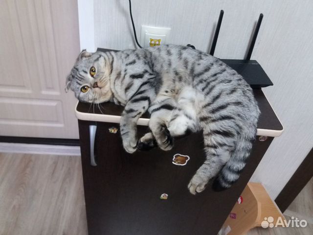 Отдадим кошку вислоухую в добрые руки