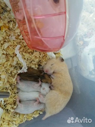 Сирийские хомячки