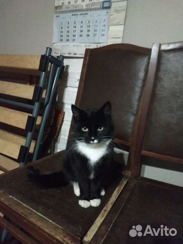 Хороший котенок