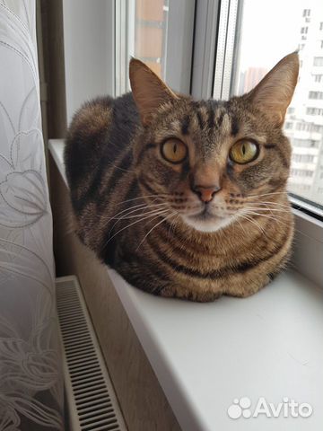 Кошка