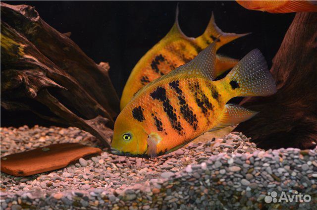 Цихлазома Бокура ("Cichlasoma" bocourti)