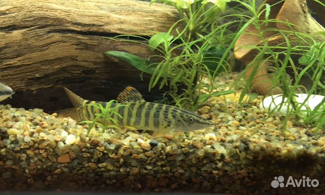 Боции тигровые