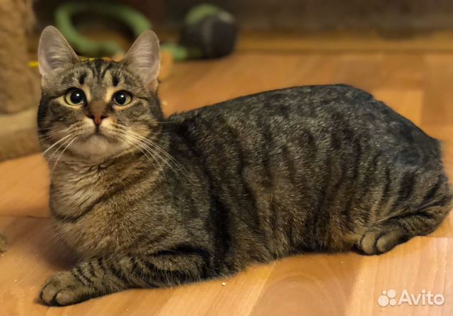 Замечательная Варенька 7-9 мес ищет свой дом