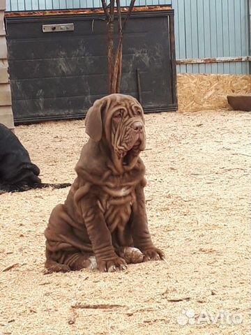 Мастино наполетано