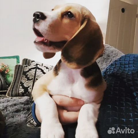 Щенки Бигля РКФ