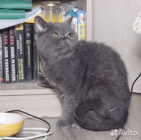 Молодой экзот редкого окраса