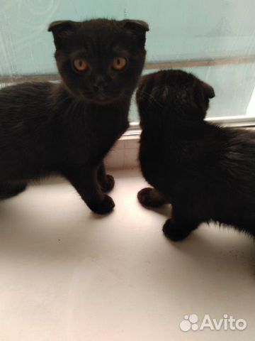 Котята вислоухие