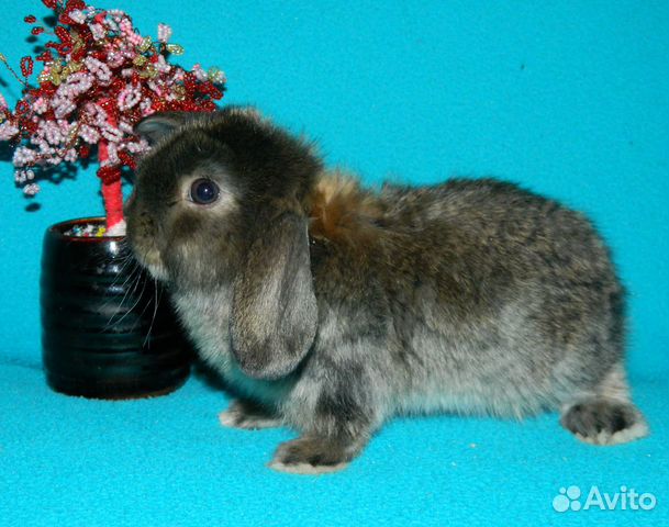 Карликовый сатиновый барашек