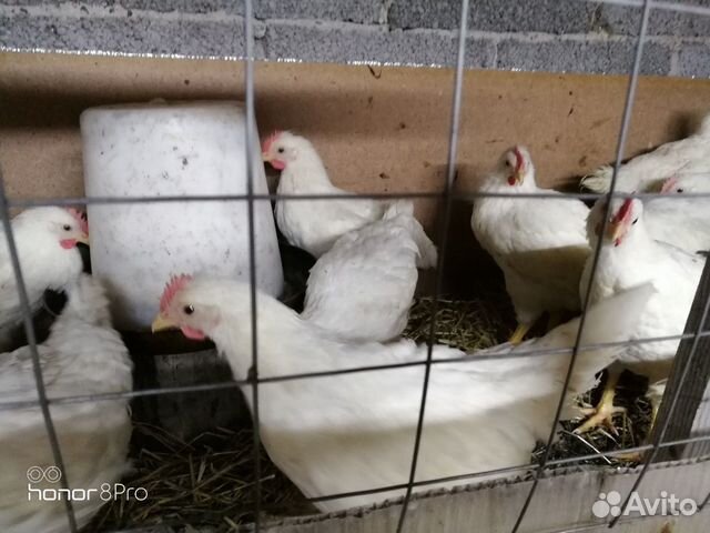 Петушки на откорм