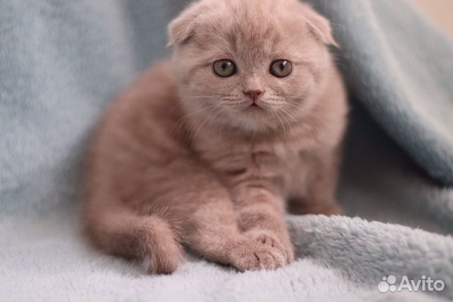 Котята Шотландцы лиловые, (Скоттиш-Страйт)