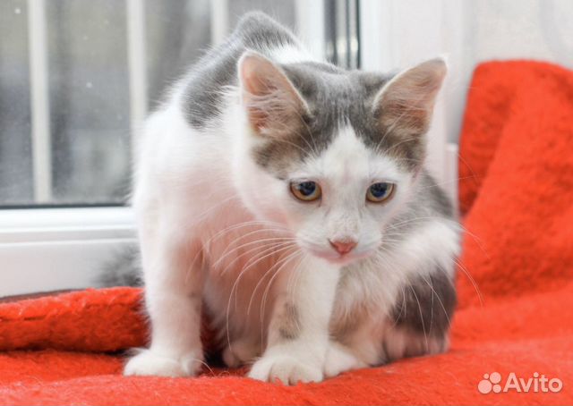 Котёнок девочка Полли 2,5 месяца в дар