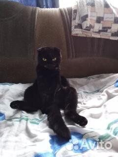 Британская кошка ищет жениха