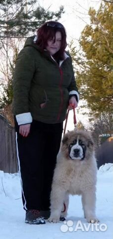 Кавказской овчарки щенок продается