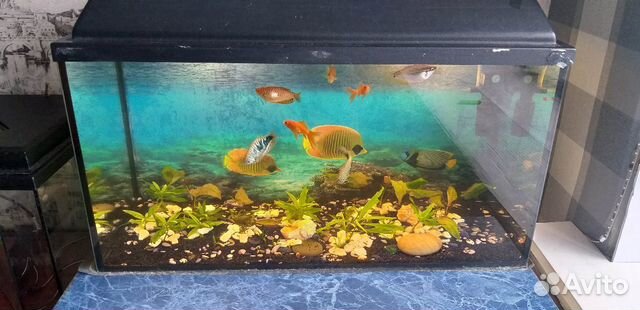 Аквариум 100л. 3500т.р торг в пределах разумного