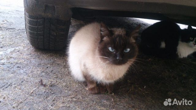 Сиамская кошечка ищет хозяина