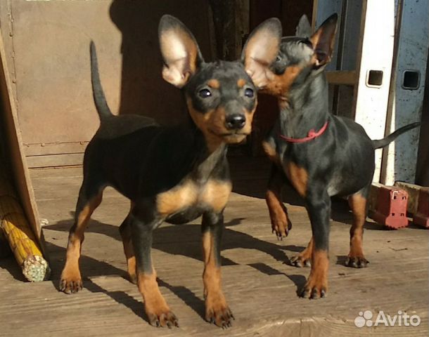 Породистые щенки цвергпинчера 2 мес. и 4 мес