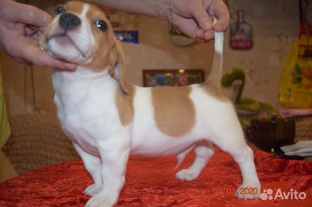 Щенки Джек Рассел терьер