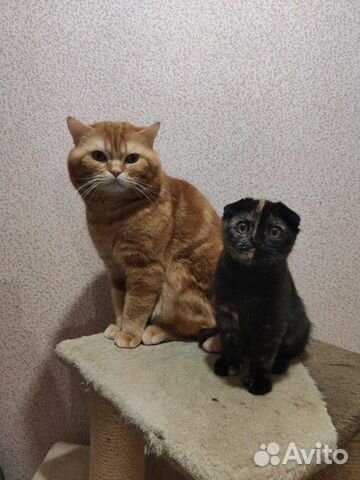 Шотландская девочка (скоттиш-фолд)