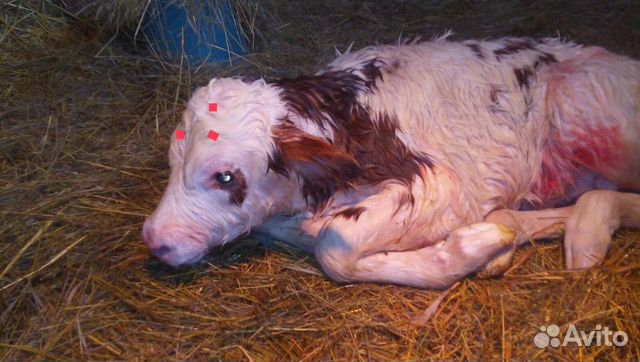 Бычок симментал- айшир