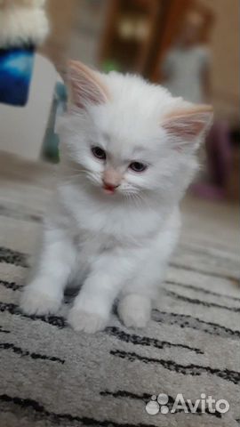 Котенок