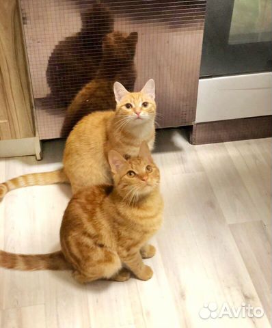 Рыжие котята ищут дом