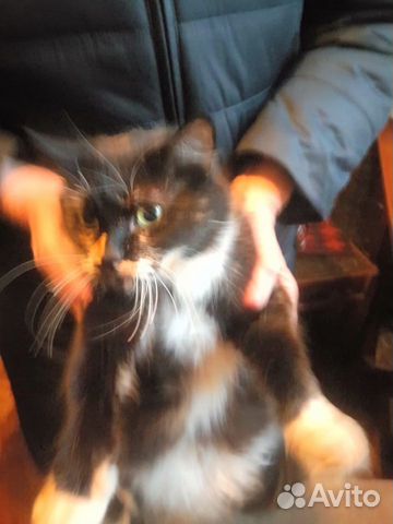 Кошка ищет дом и хозяев