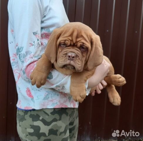 Мальчики и девочки бордоского дога