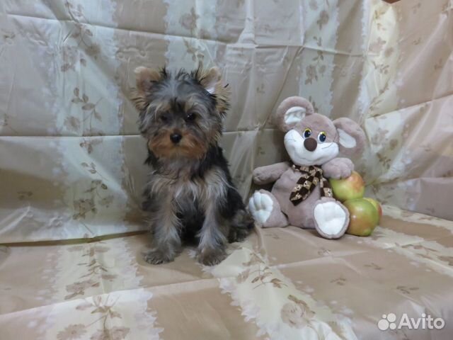 Мини-йорики для души