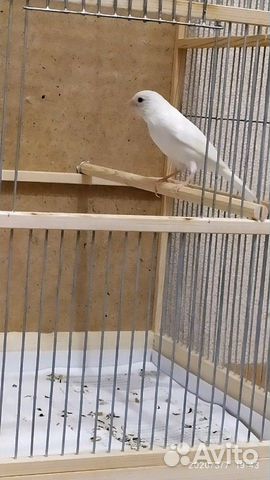 Канарейки
