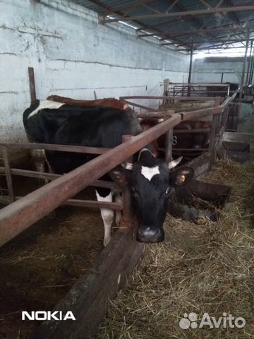 Продаются коровы