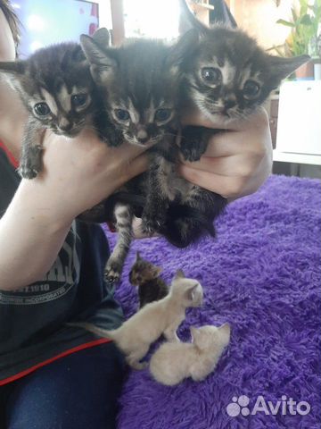 Бенгальские котята редкого окраса