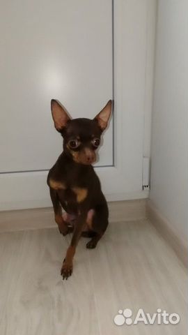 Красивый мини той-терьер. Есть жених для вязки