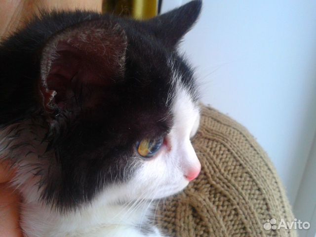 Котенок мальчик 7 месяцев