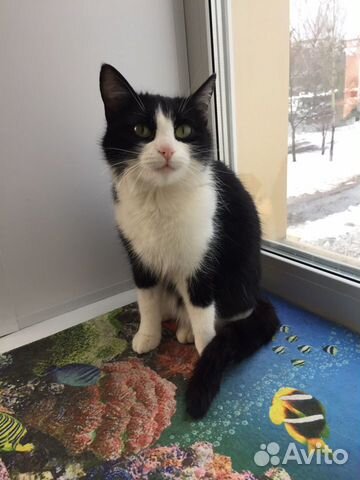 В добрые руки