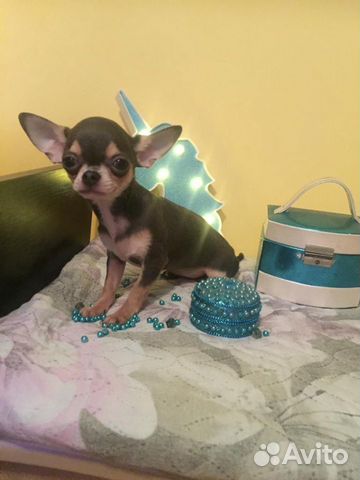 Девочка голубого окраса