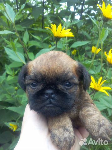 Щенок брюссельского гриффона