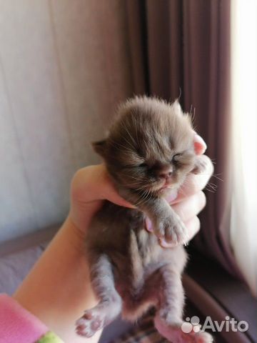 Британские чистокровные котята