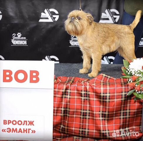 Вязка грифона