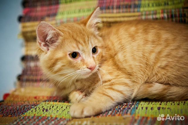 Котёнок малыш 2 мес