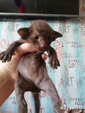 Ориентальные котята