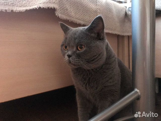 Вязка кота Британец