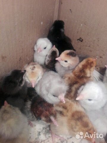 Цыплята амераукана несут голубое яйцо