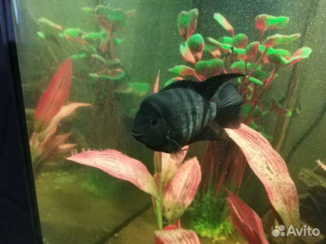 Чернополосая цихлозома