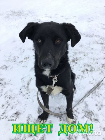 Тоби ищет дом и лучшего хозяина