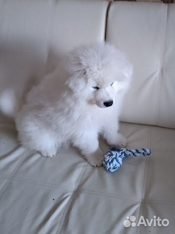 Очень красивые самоедики-мишки