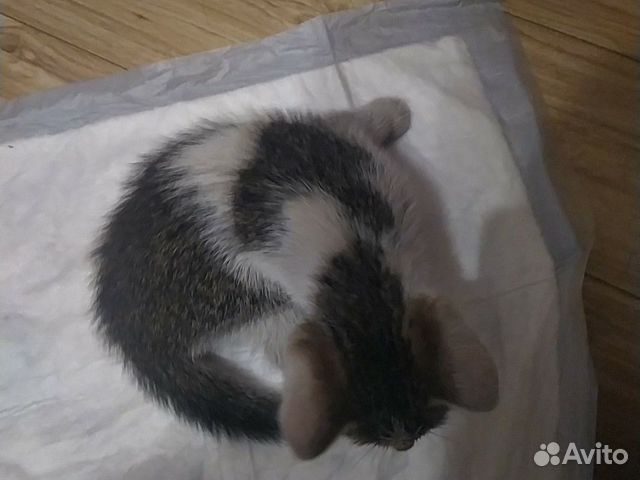 Котенок в добрые руки,аки совершенно бесплатно