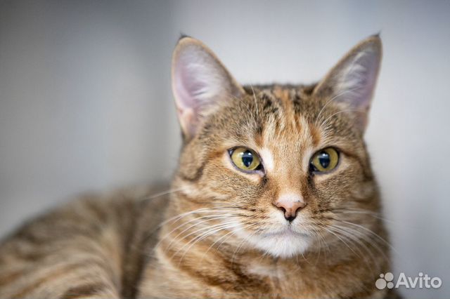 Кошка Ульяна в добрые руки